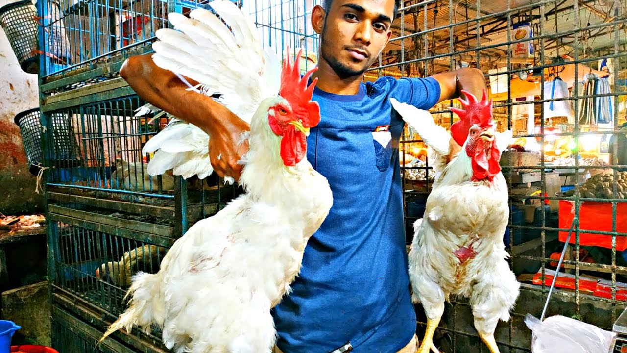 World Record 30 Pounds 2 Big Chicken Cutting in Chicken Market by BD ...