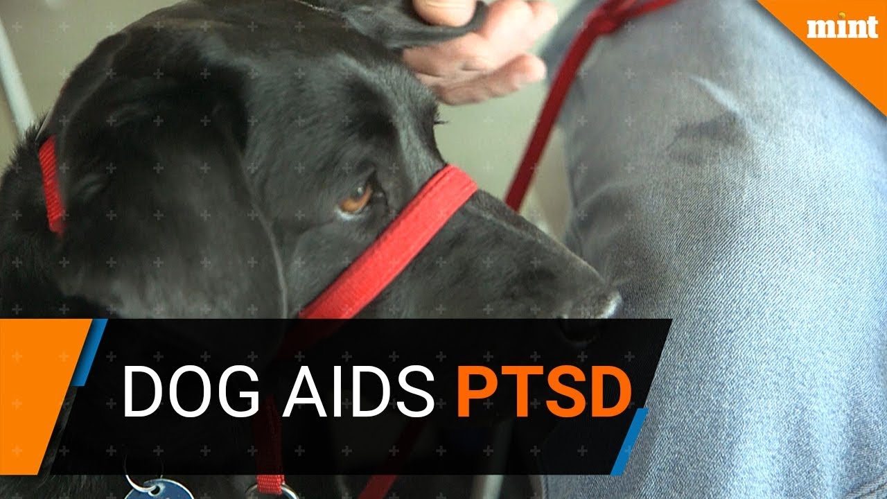 Dogs aids Australian military vets with PTSD - YouTube