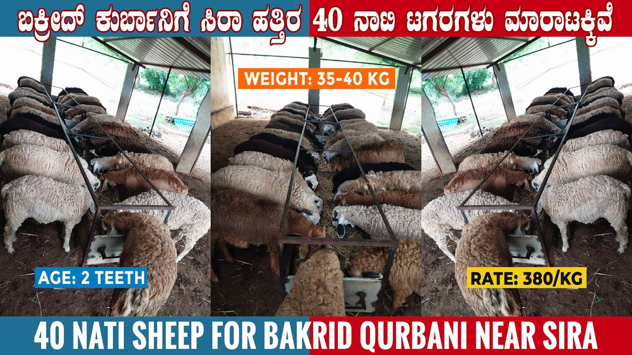 Bakrid 2021: NATI SHEEP for Sale near Sira in Karnataka | Bakrid ...