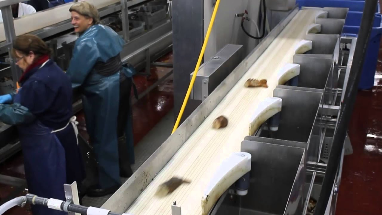 Cube Seafood - Lobster Tail Grader Sequencer & Buffer Chutes - YouTube
