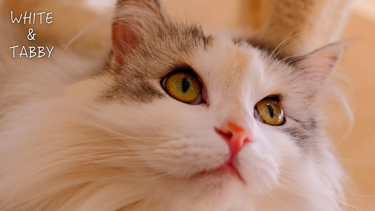 The Cutest Moment of a Winter Morning with Fluffy Cats | 2-year-old ...