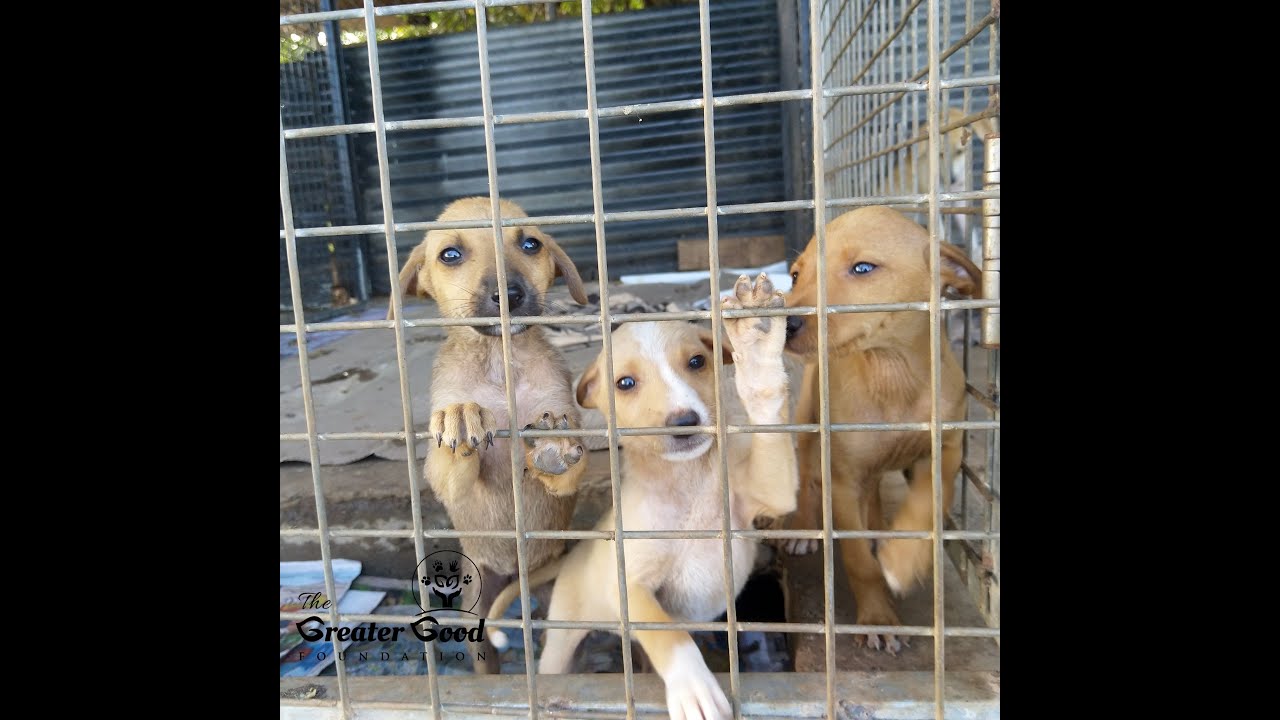 Become a Fiji Street Dog Hero - YouTube