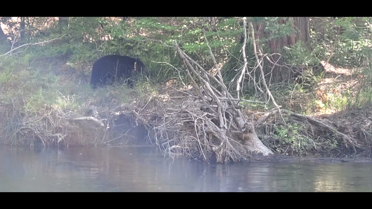 May 8, 2021 Black Bear sighting on the Merced River in Yosemite ...