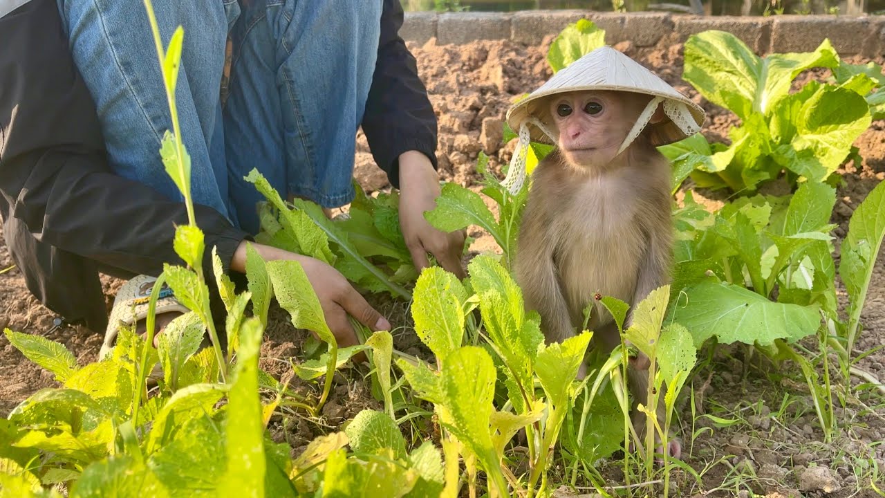 Abi monkey obediently waits for her mother while she is working and ...