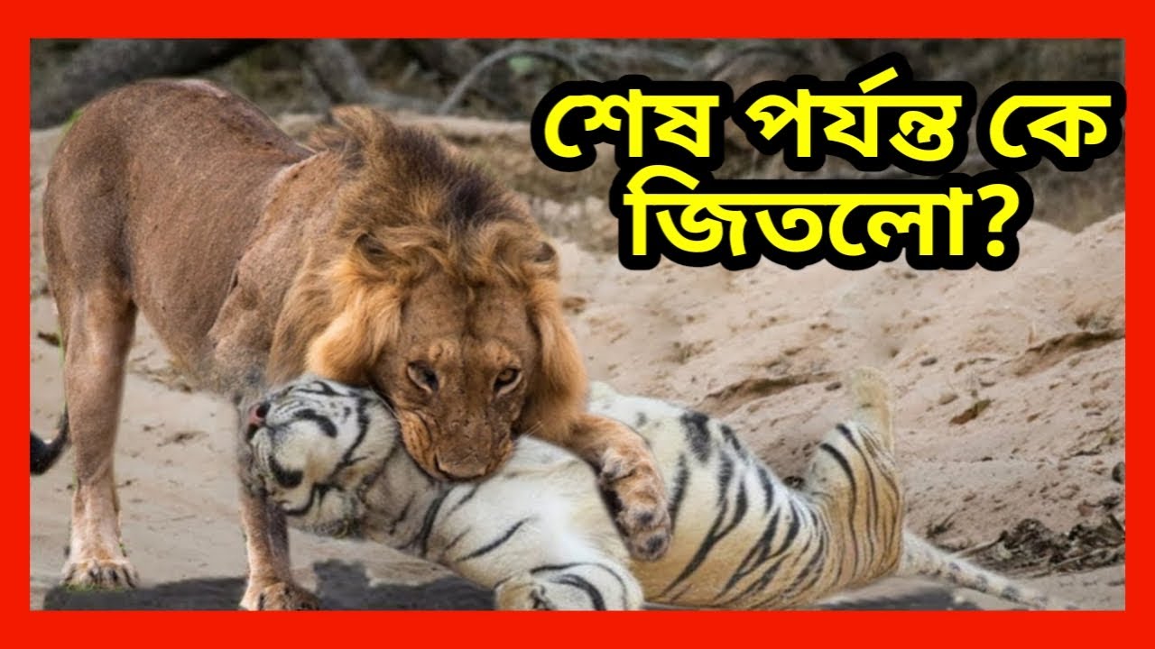 বাঘ বনাম সিংহ - Tiger Vs Lion - Akash Plus - YouTube