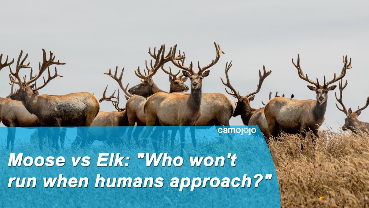 【Camojojo】Who will flee when human approach?|Moose vs Elk - YouTube