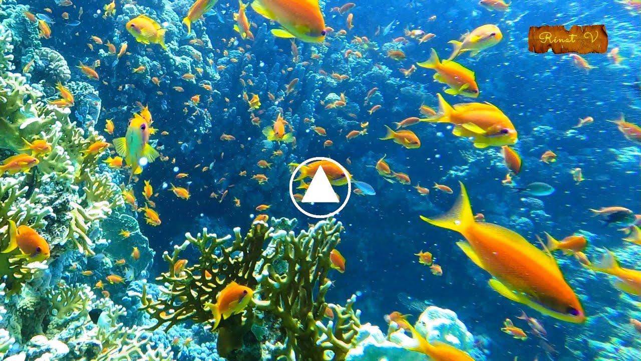 Parc National Ras Mohammed Sharm el Sheikh Égypte - YouTube