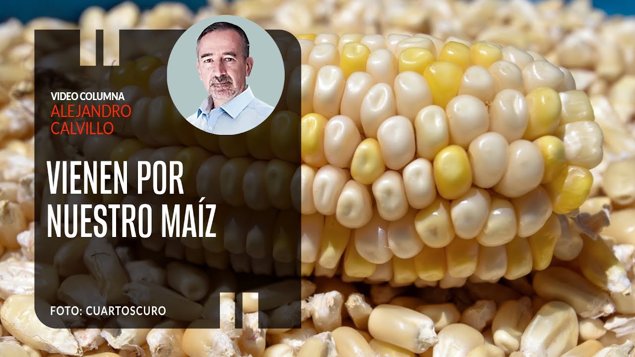 Vienen por nuestro maíz. Por Alejandro Calvillo | Video columna - YouTube
