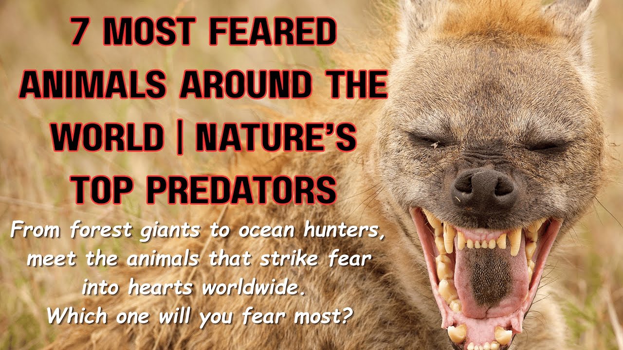 7 Most Feared Animals Around the World | Nature’s Top Predators - YouTube