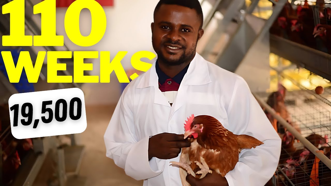 110 Weeks Old and Still Laying: Is This Even Possible? #eggproduction ...