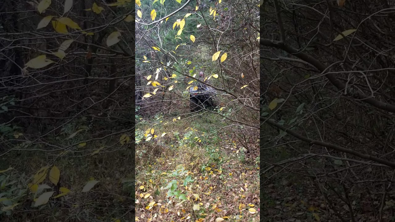 Textron Tracker Off Road 570 4x4 Bass Pro Shop 2020 gray First Ride ...