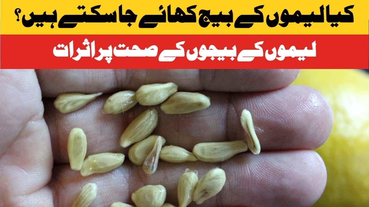 Health effects of lemon seeds | Daily Jang - YouTube