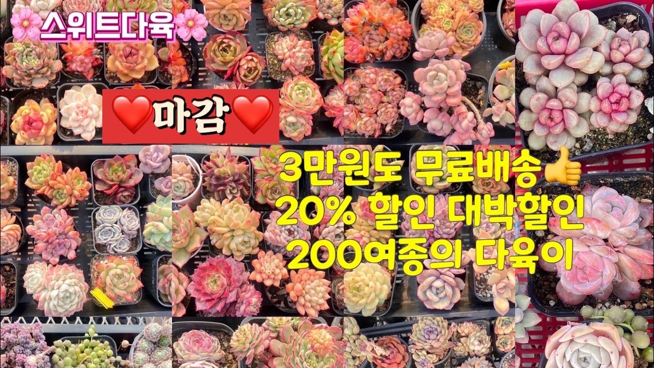 3์ 20์ผ๐ธ3๋ง์ ๋ฌด๋ฃ๋ฐฐ์ก๐ซก 20ํ ์ธ ๐์ผ๋ฌผ๋ฑ์ง ๊ตฌ์ฑ๐ ์ค์ํธ๋ค์ก ๋ค์ก ๋ค์ก์ด ๋ค์ก์๋ฌผ ๋ค์ก์ดํค์ฐ๊ธฐ Youtube