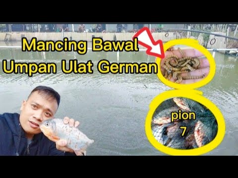 MANCING BAWAL HARIAN LAGI ,Umpan ulat German emang top markotop - YouTube