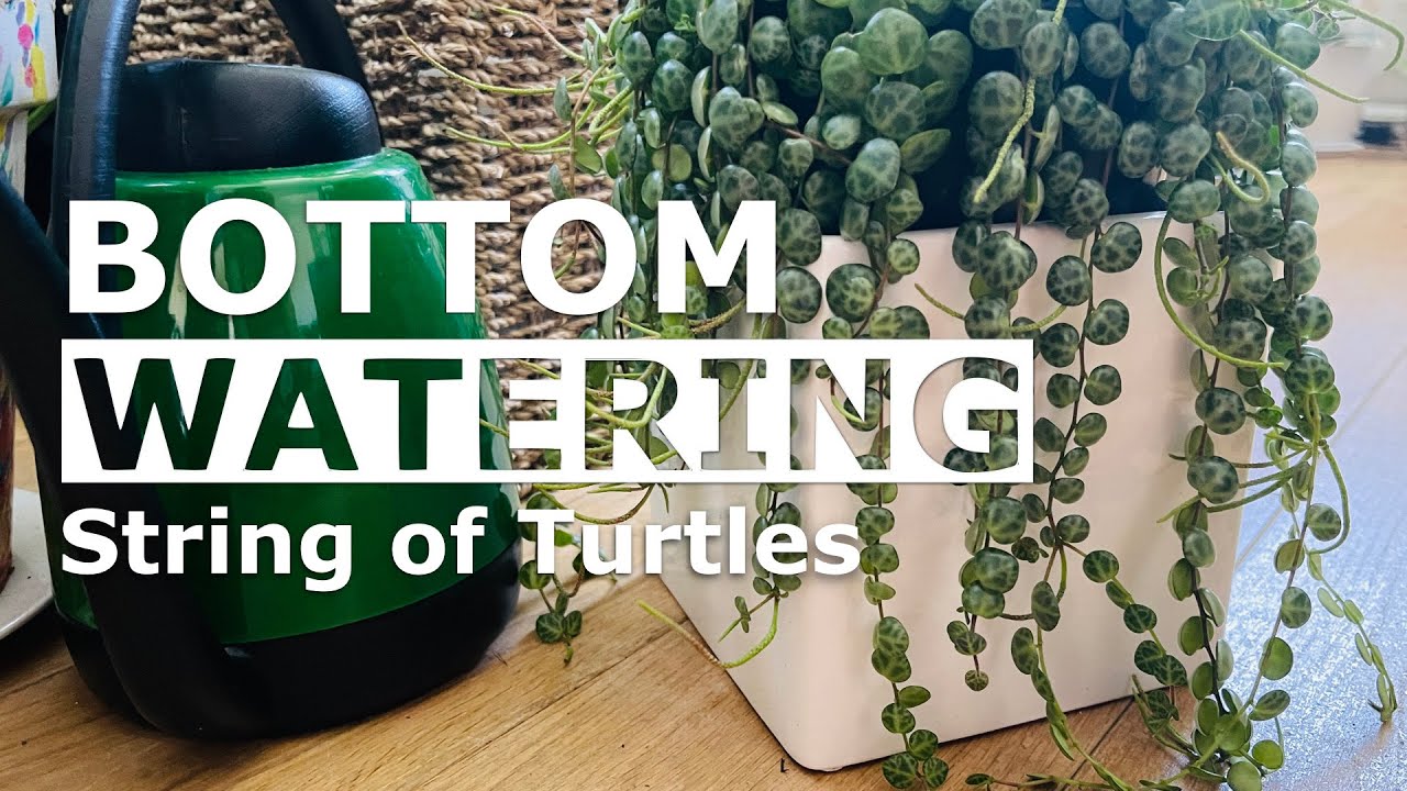 Bottom watering string of turtles or peperomia prostrata - YouTube