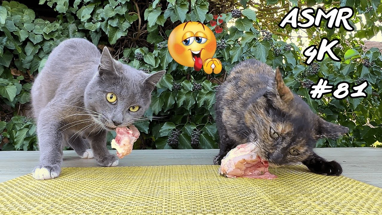 Cats Eating Meaty Chicken Bone 4K | asmr cat eating 81 - YouTube