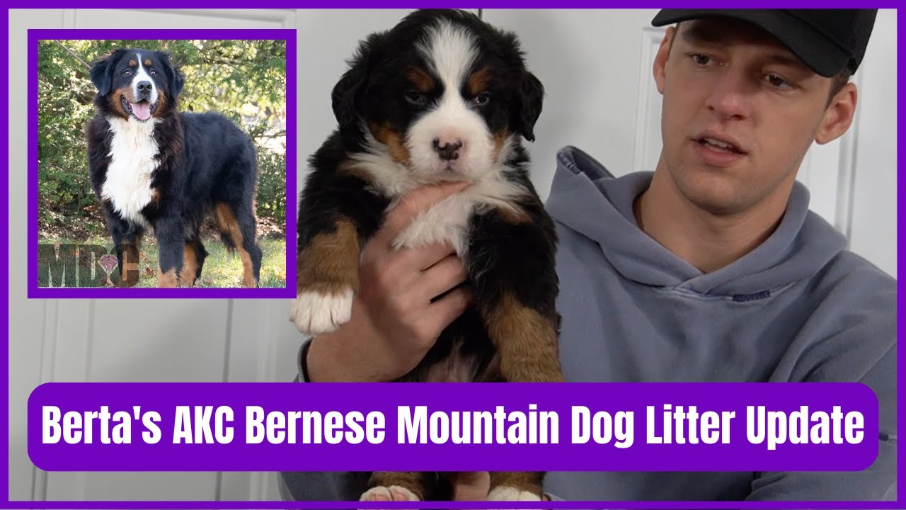 Berta's AKC Bernese Mountain Dog Litter Update - YouTube