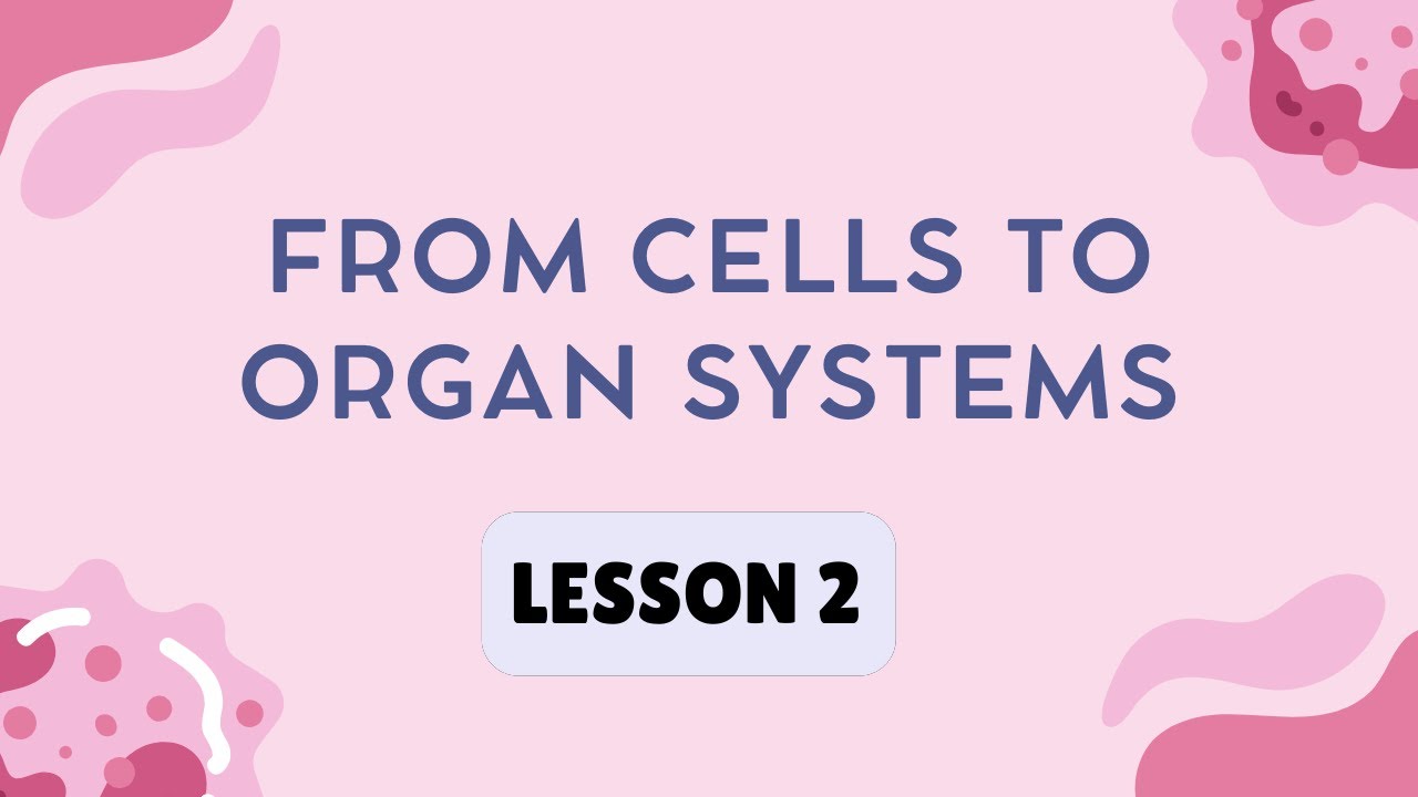 Biology 107 || Chapter 4 | From Cells to Organ Systems (Lesson 2) - YouTube
