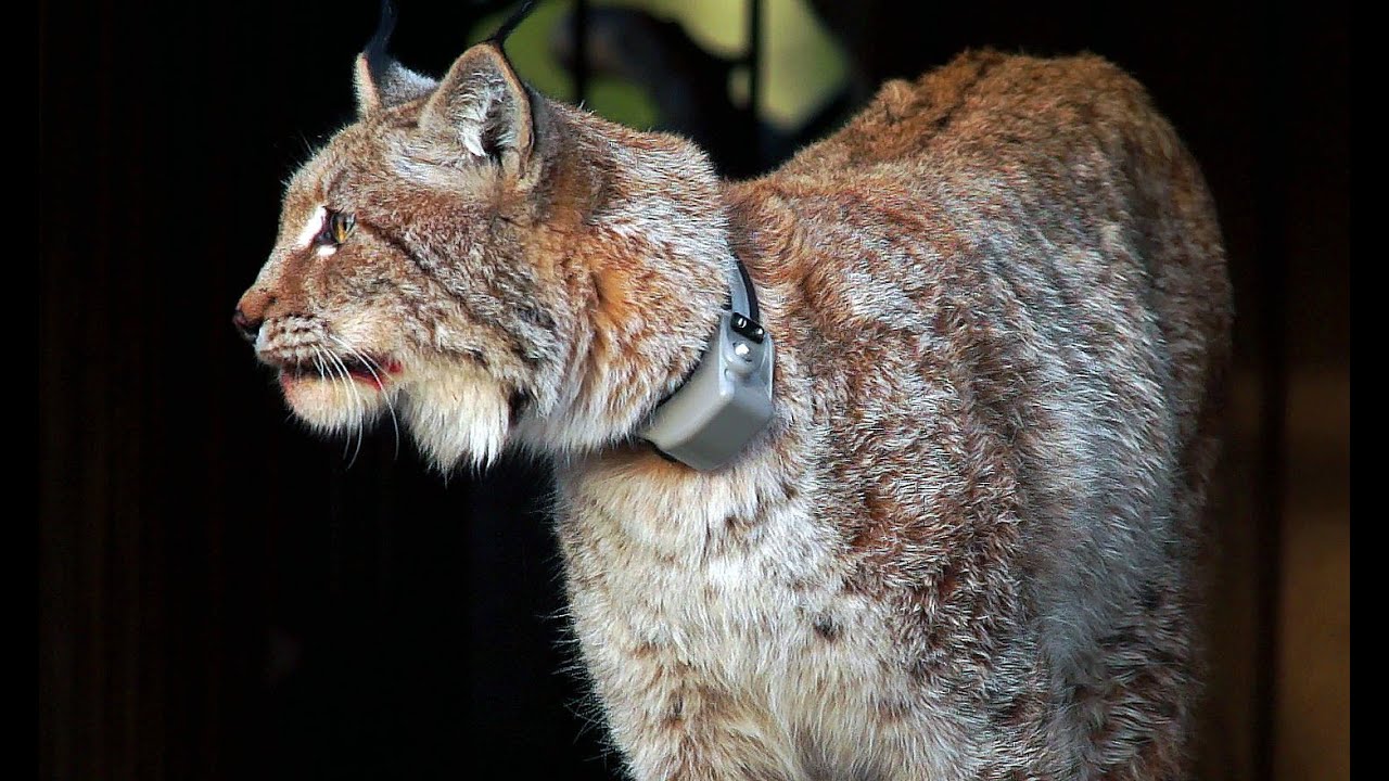 GPS-ошейник для рыси. Lynx. GPS-tracking Collars. - YouTube