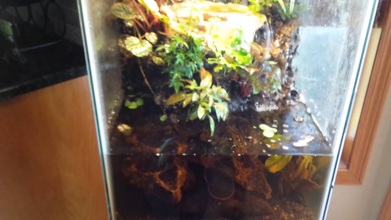 Betta paludarium project - YouTube