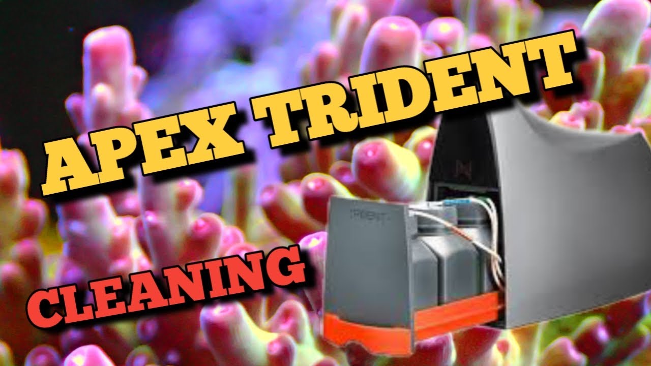 Neptune Apex Trident | Cleaning and Maintenance - YouTube