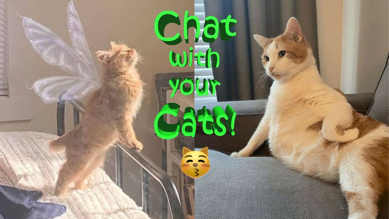 Funniest Cats Ever!😺Try not to Laugh! Funny Cats that make you laugh ...