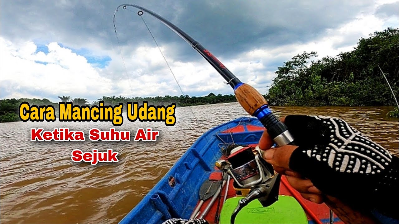 cara memancing udang galah di kala suhu air sungai sejuk - YouTube