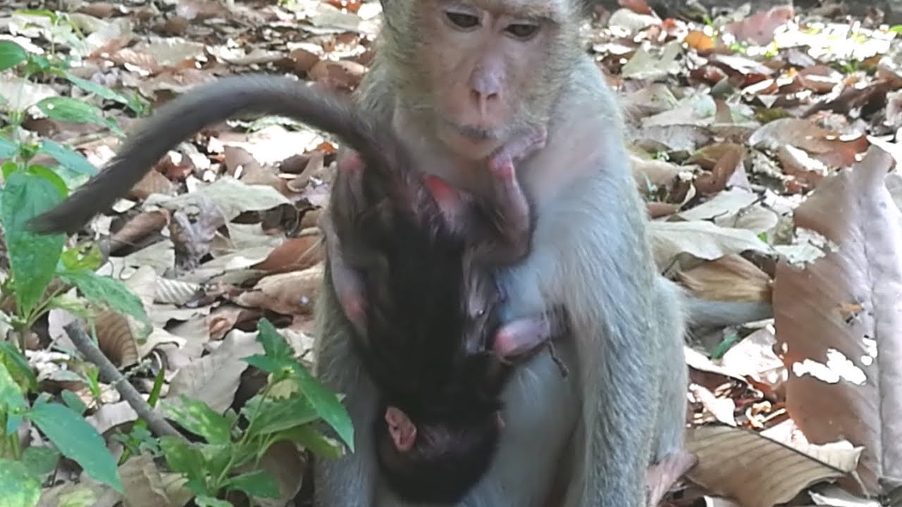 What happen when newborn baby monkey cling his mommy a head down? - YouTube