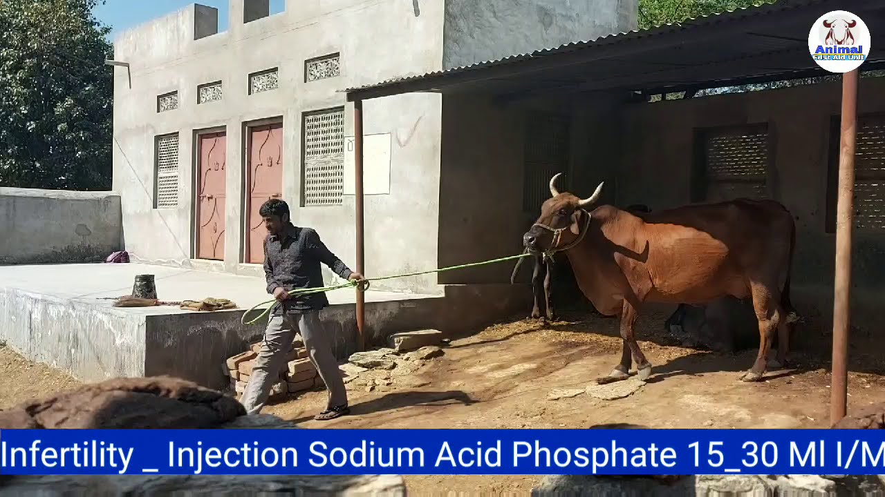 Infertility Treatment In Cow - YouTube