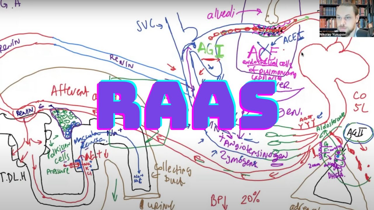 RAAS activation in CHF and Loop Diuretics Furosemide, ACEI Lisinopril ...