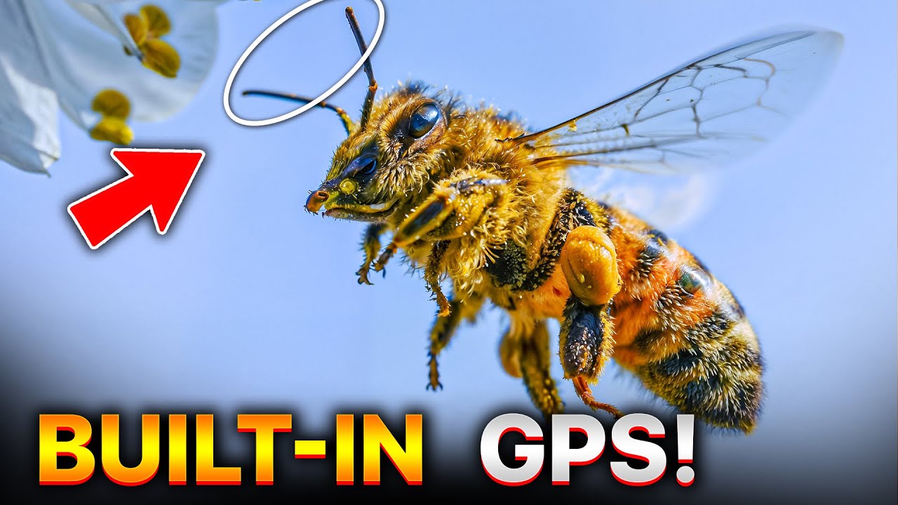 True Facts: Honey Bees' Amazing Natural Built-In GPS System - YouTube