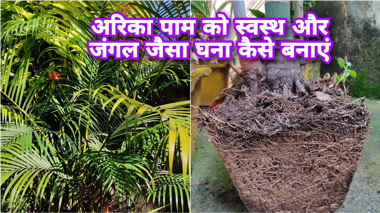 अरिका पाम को स्वस्थ और जंगल जैसा घना कैसे बनाएं #how to repot a big ...