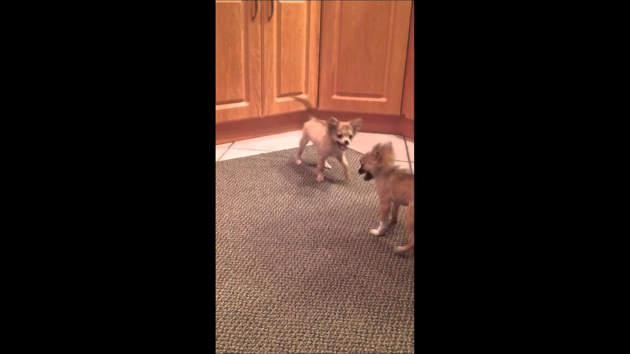 3lb dog fight - YouTube