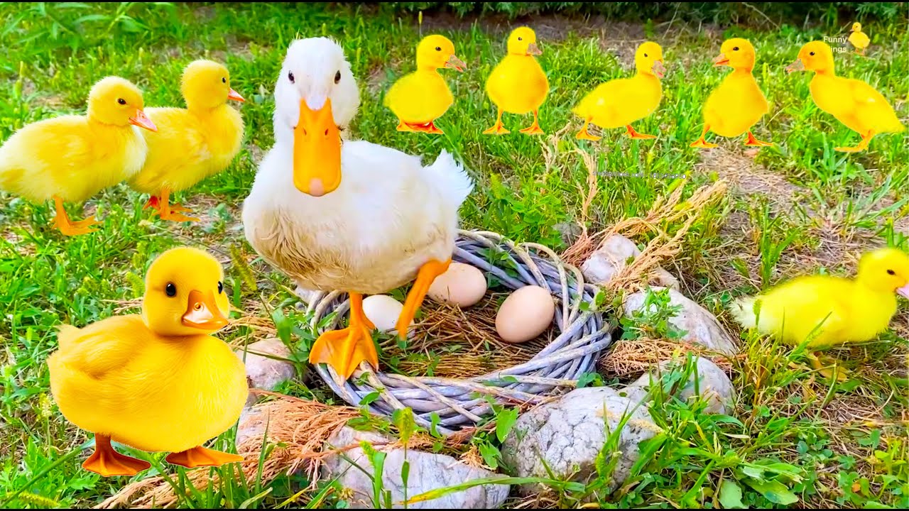 Baby Ducklings in the pool, baby ducks, pig - YouTube