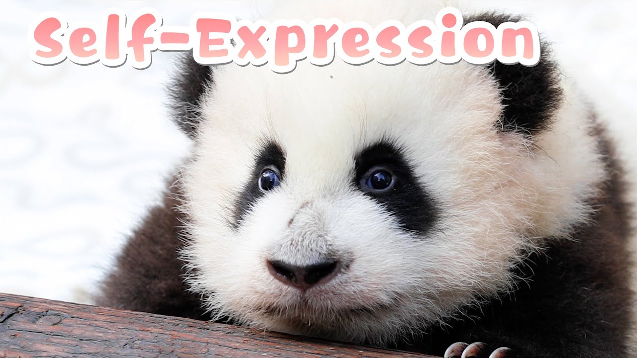 Panda Can't Wait To Meet Her Fans | iPanda - YouTube