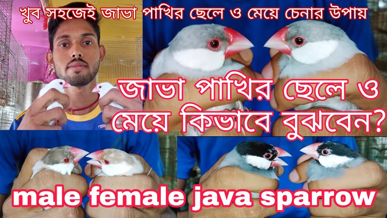 জাভা পাখির ছেলে ও মেয়ে কিভাবে বুঝবেন? How to identify Java birds male ...