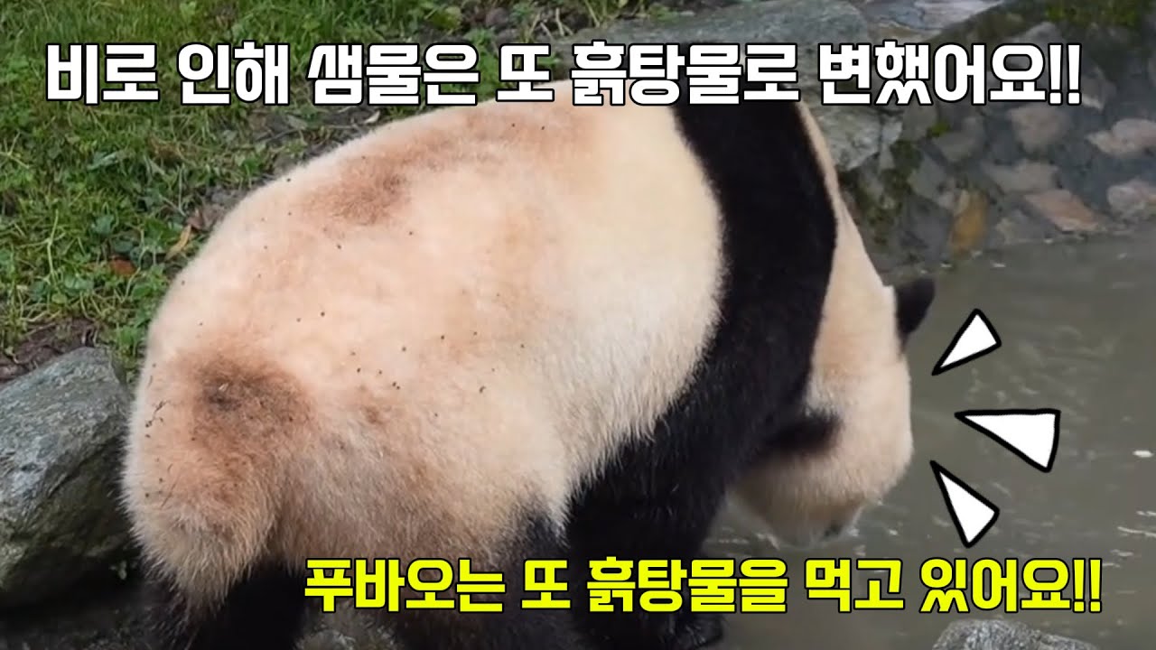 7월29일 푸바오 오전 실시간 영상 😱푸바오는 또 흙탕물을 먹고 있어요 ☔내리는 비로 인해 샘물은 계속 흙탕물로 변해요😰😭 Youtube