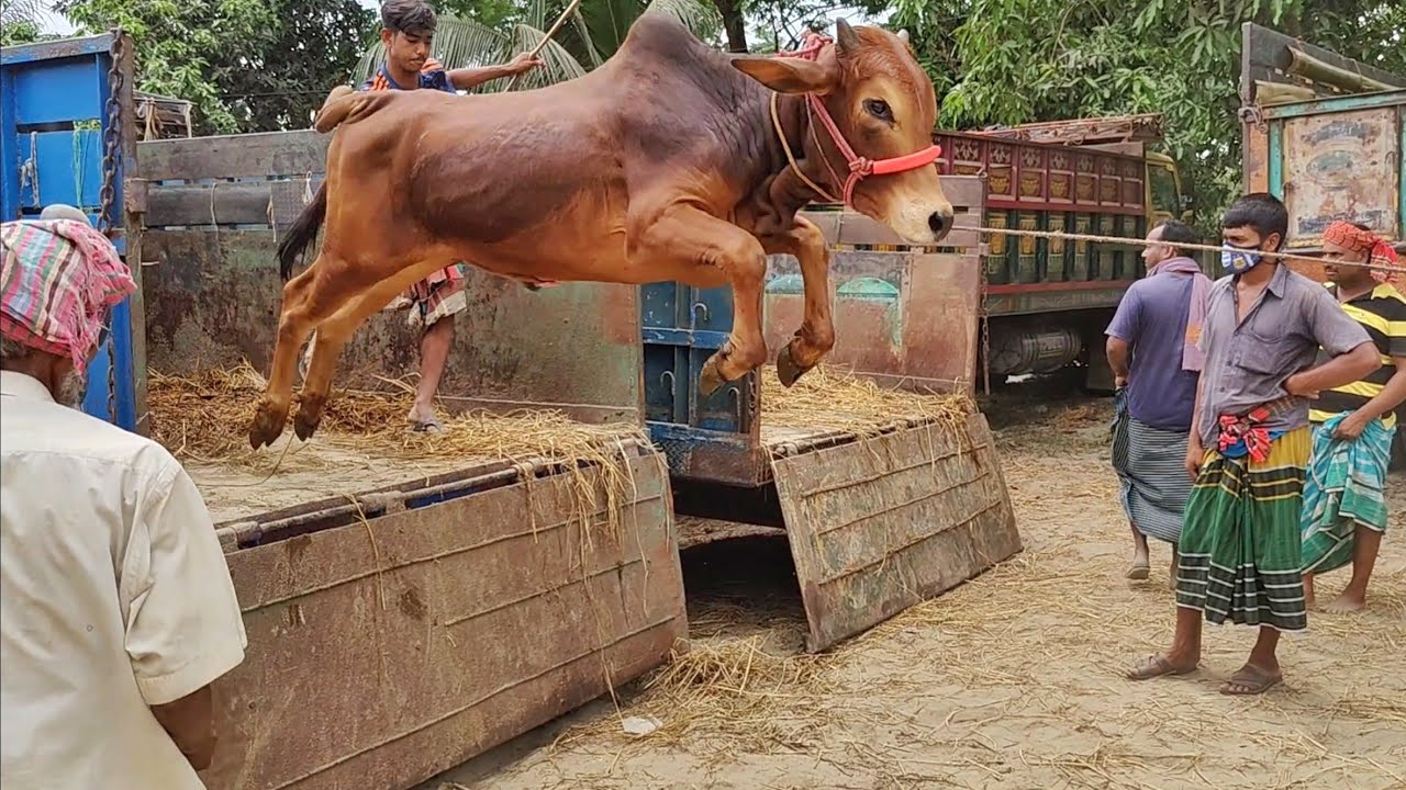 Cow unloading at very popular village cattle market | Cow unloading ...