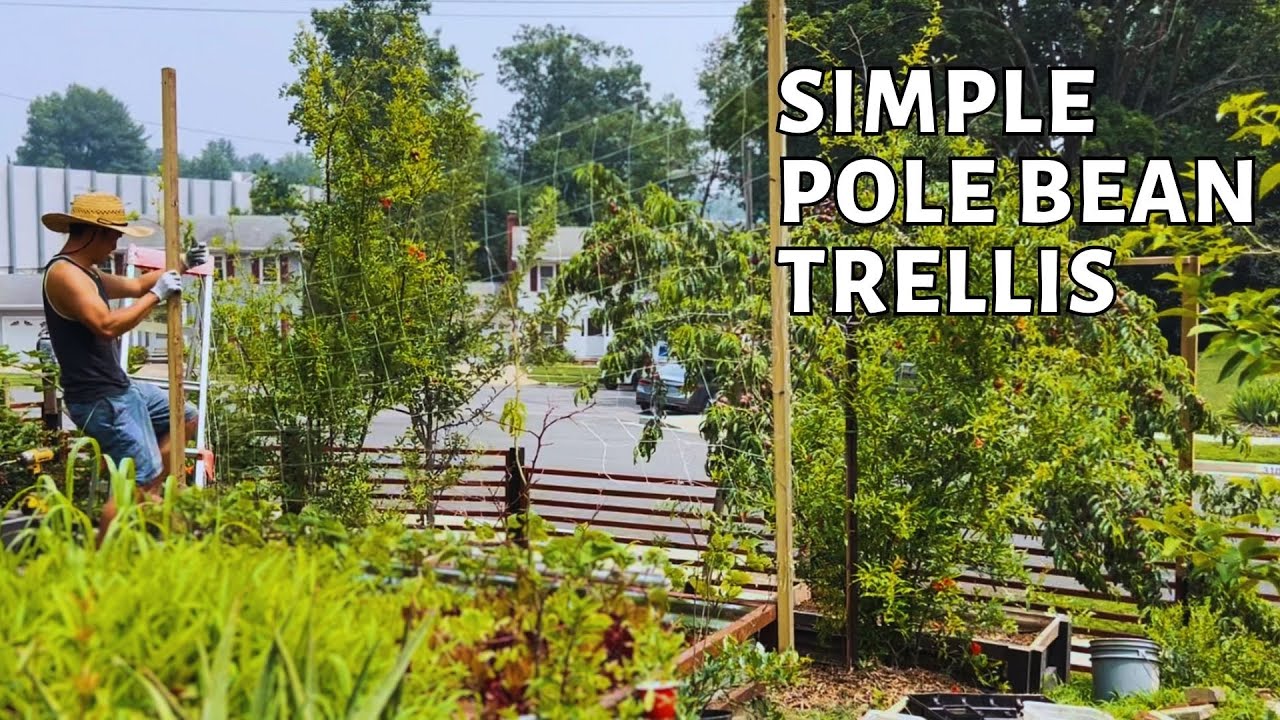 How to build a simple pole bean trellis. Easy simple Trellis. - YouTube