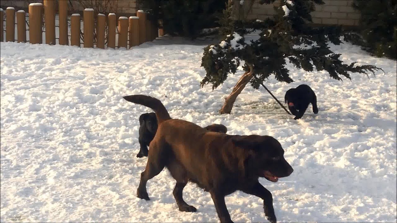 labradorai.lt Labradoriukai - YouTube