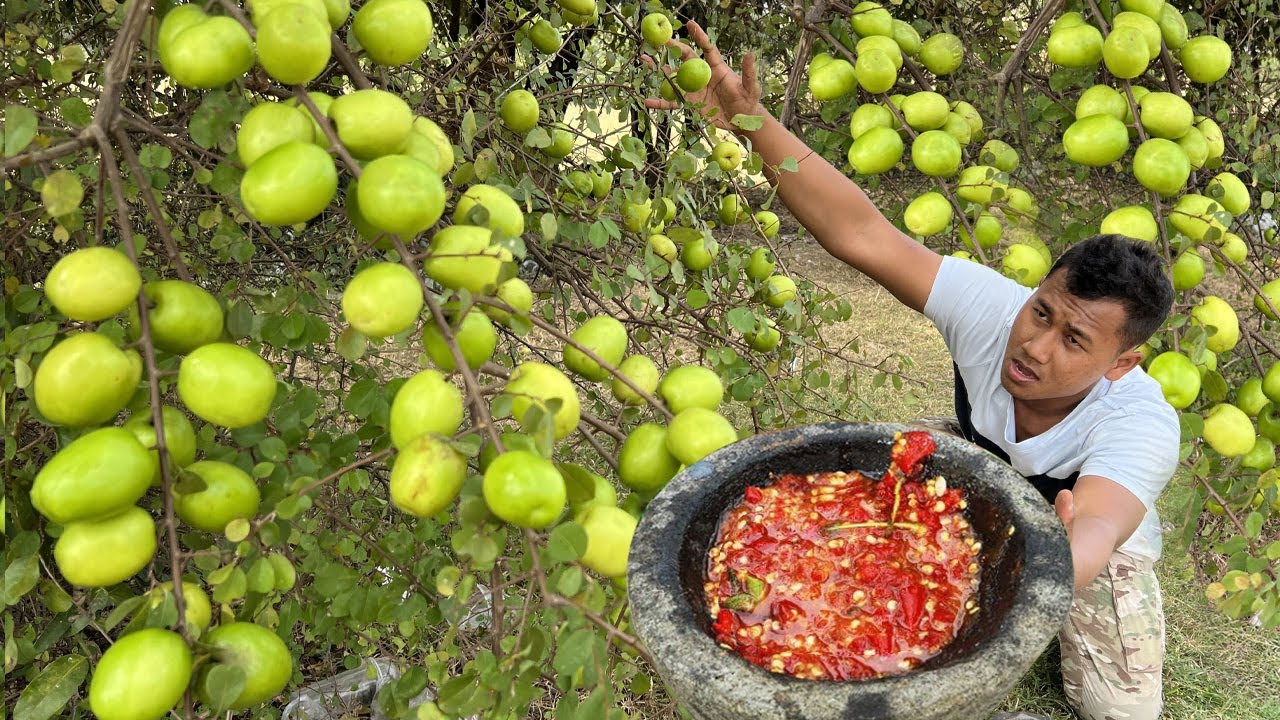 Picking JUJUBE Fruit Eating With Spicy Chili Salted - YouTube
