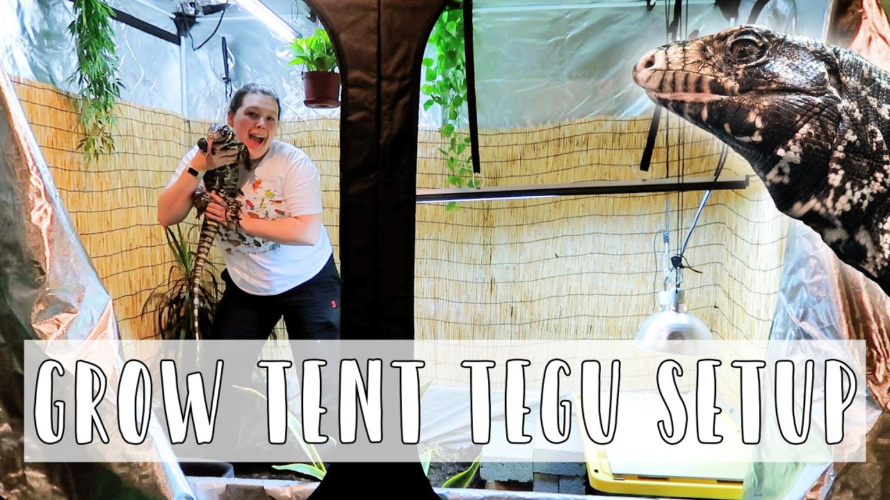Argentine Tegu Enclosure
