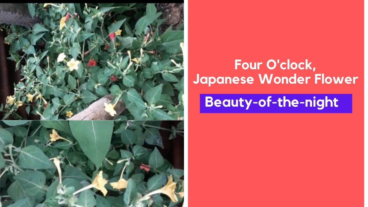 Chandrakantha | Four O'clock | Japanese Wonder Flower | Beauty-of-the ...