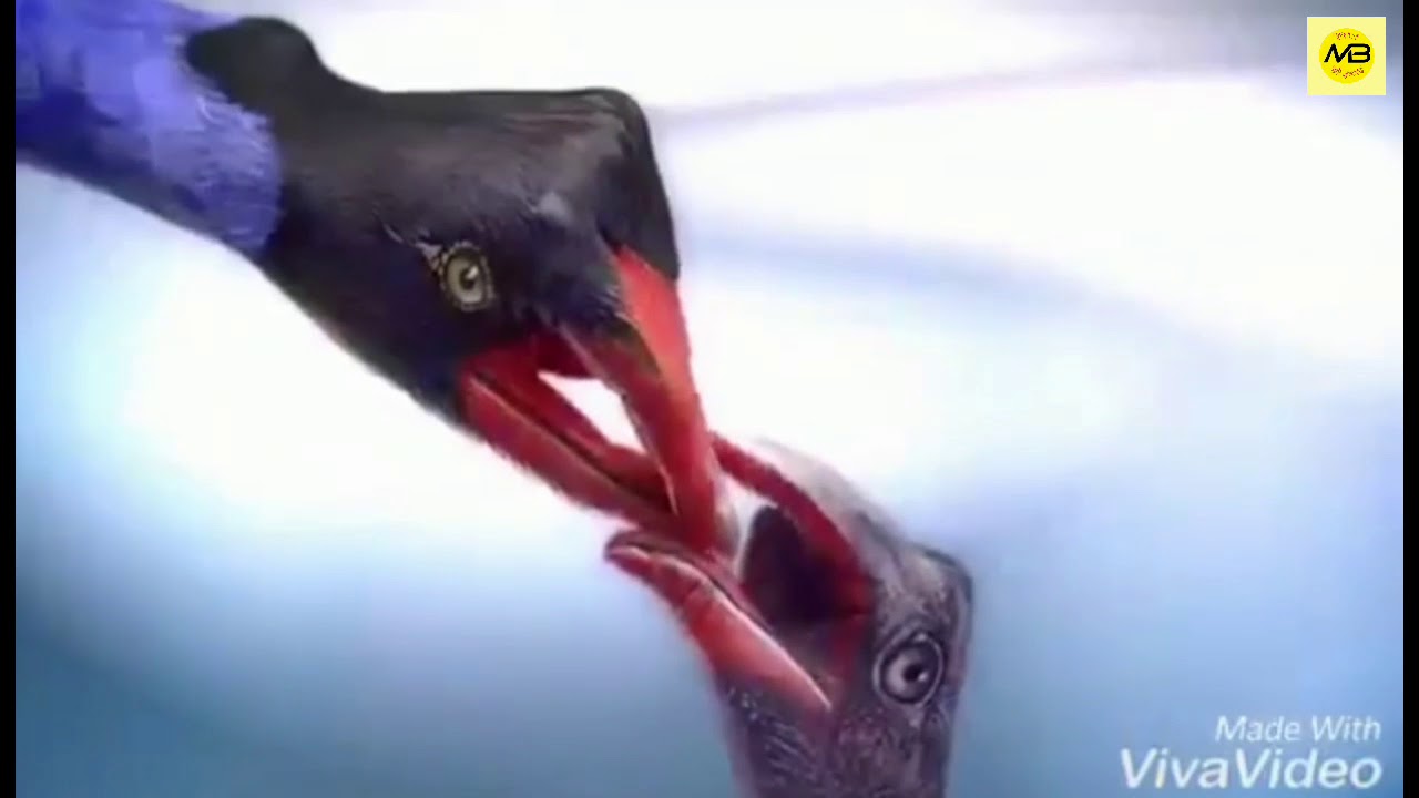 Hareya Main Dil hareya-A New Song From "Meri Pyari Bindu" - YouTube