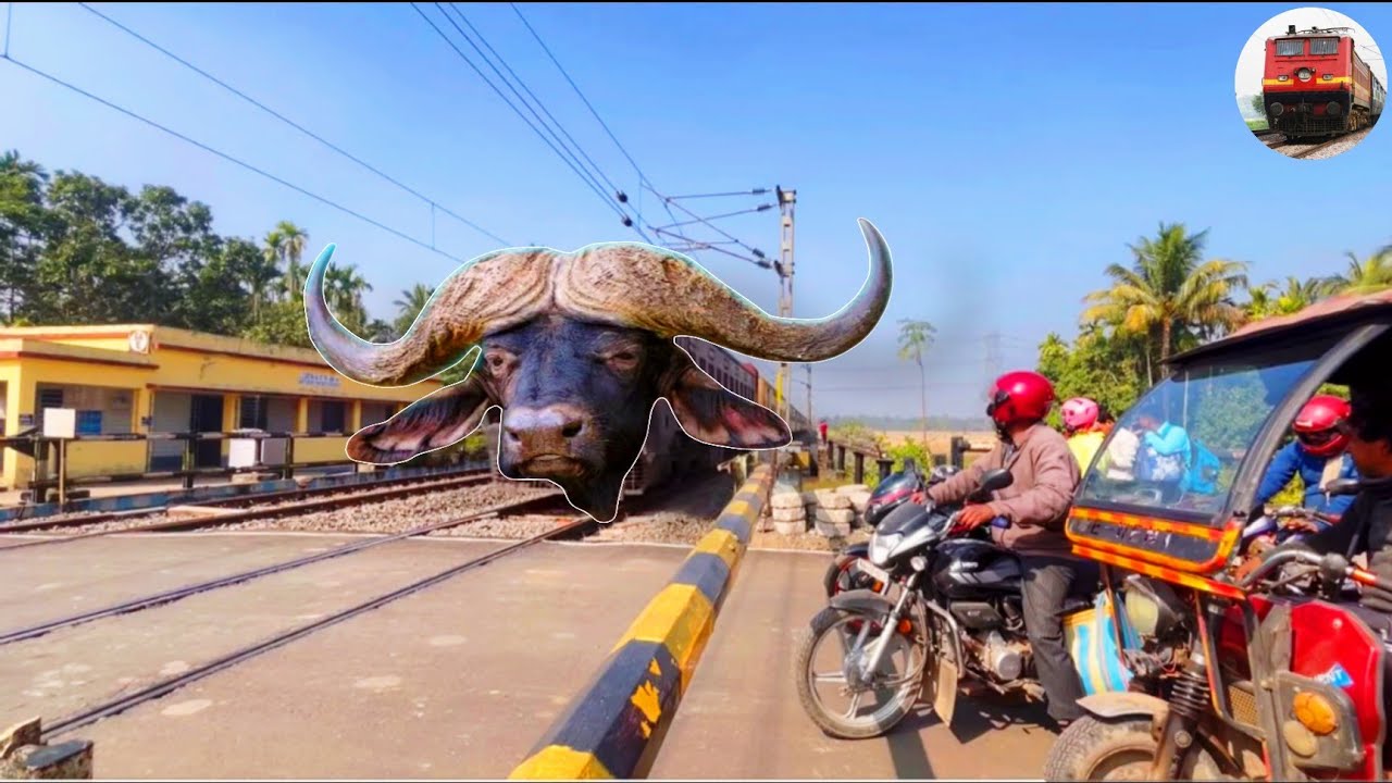 funny buffalo train - buffalo train - comedy funny face train - how to ...