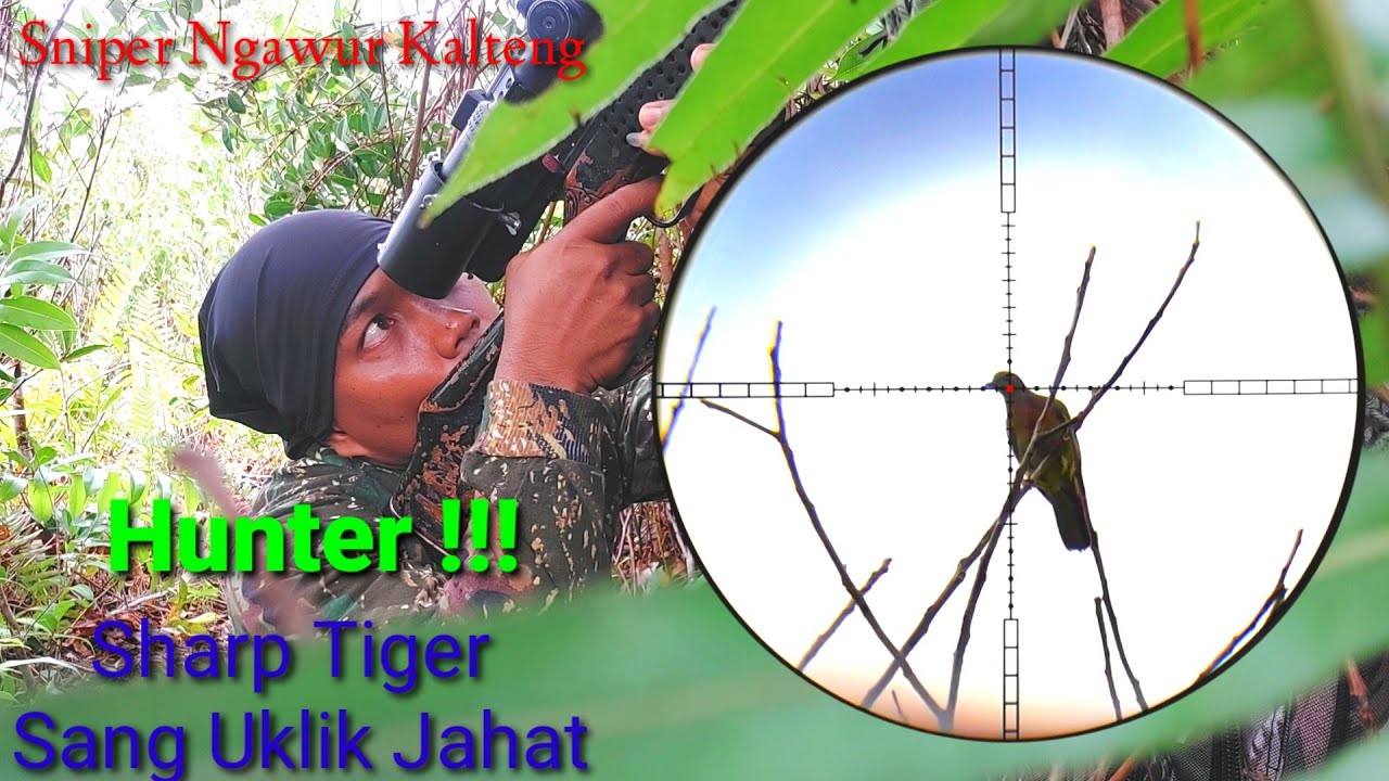Hunter !!! Sharp Tiger Sang Uklik Jahat - YouTube