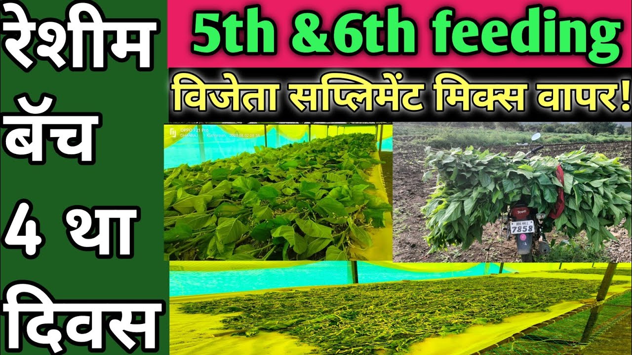 reshim sheti ||बॅच चा चौथा दिवस||6वा पाला ||4th day of batch ||reshim ...