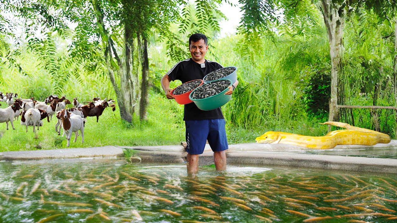 How to Produce 10,000 Native Catfish & Tilapia Fish Every Week -The ...