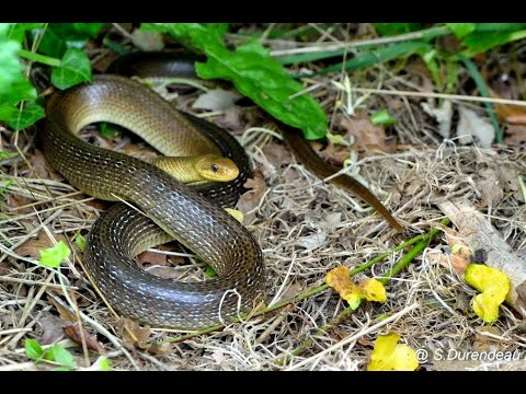Tout savoir sur les serpents en France en particulier en Touraine et en ...