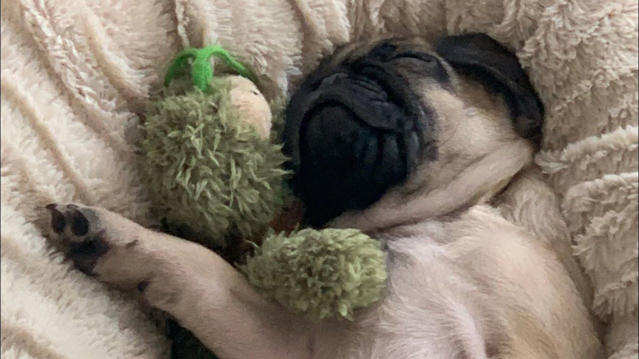 Paw-some Beginnings: How I Found My Pugs | Pug Chronicles Episode 1 🐾 ...